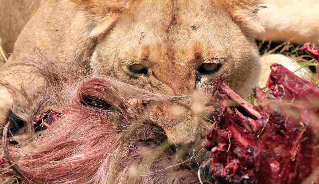 Le interazioni tra prede e predatori sono diminuite nel Mar Adriatico ...