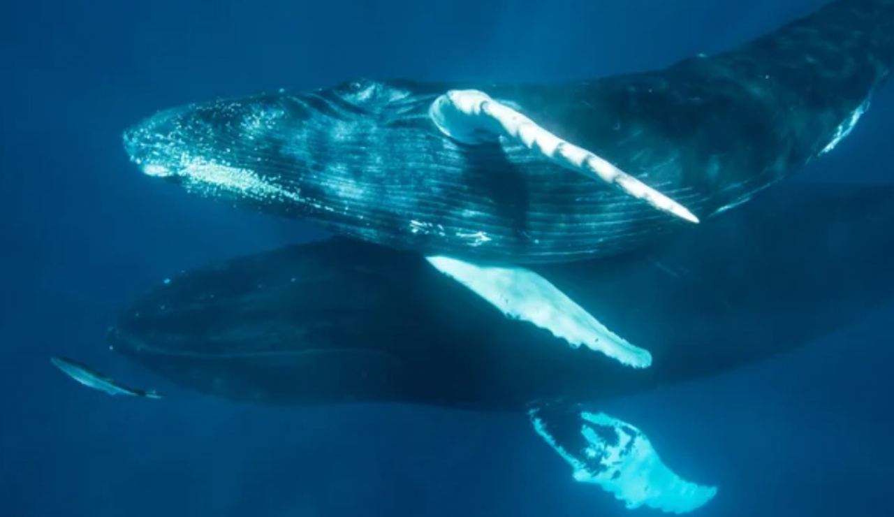 Mare, per conoscere il suo stato di salute, basta guardare le balene ...