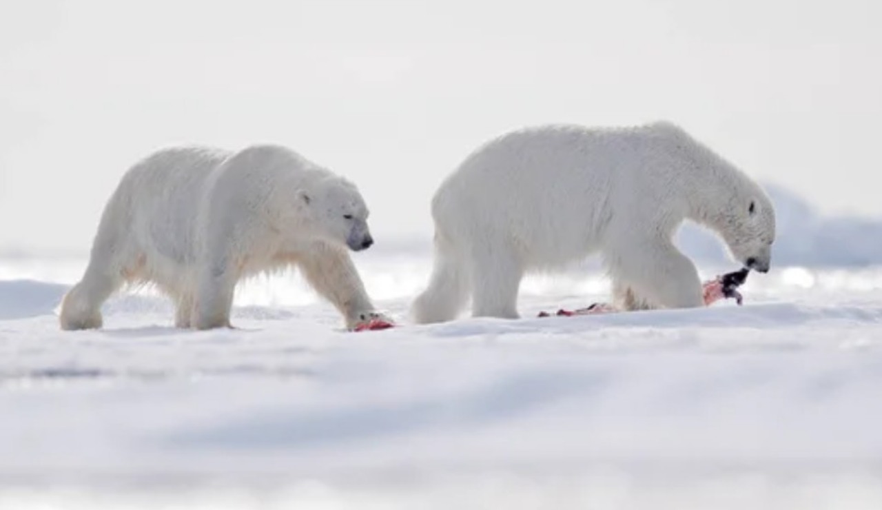 Uno degli animali marini più imponenti finisce nelle grinfie degli orsi ...