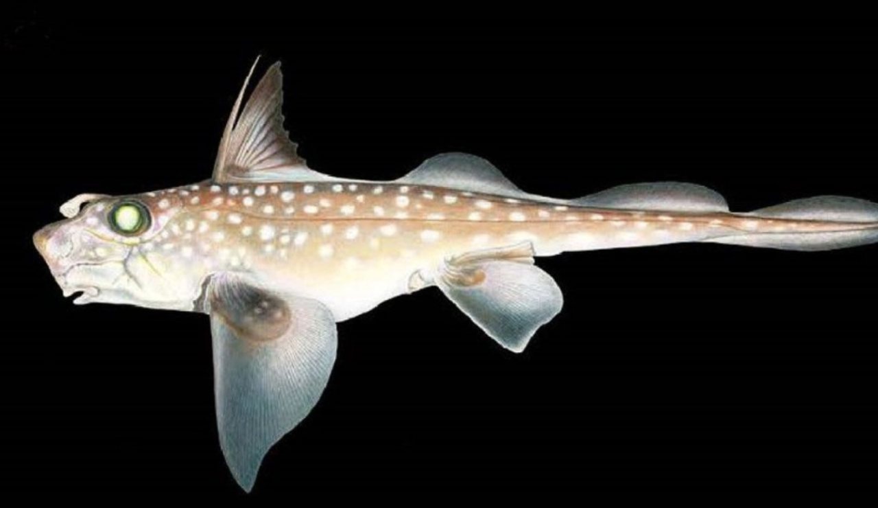 Questo "cugino" degli squali è davvero stranissimo | I suoi denti sono ...